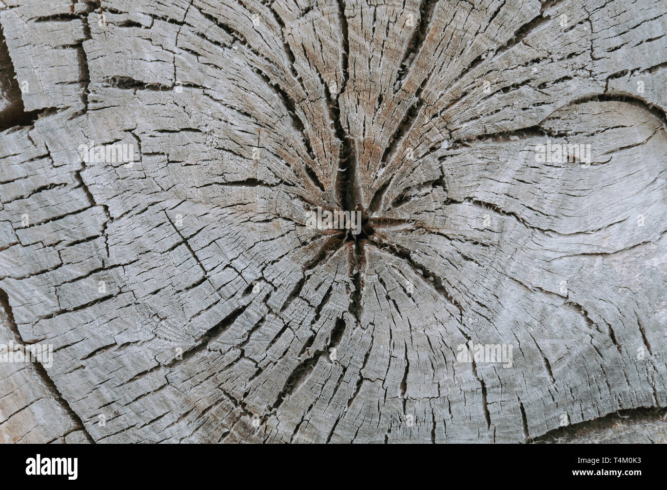 Wooden natural texture of cutted tree. Close up Stock Photo - Alamy