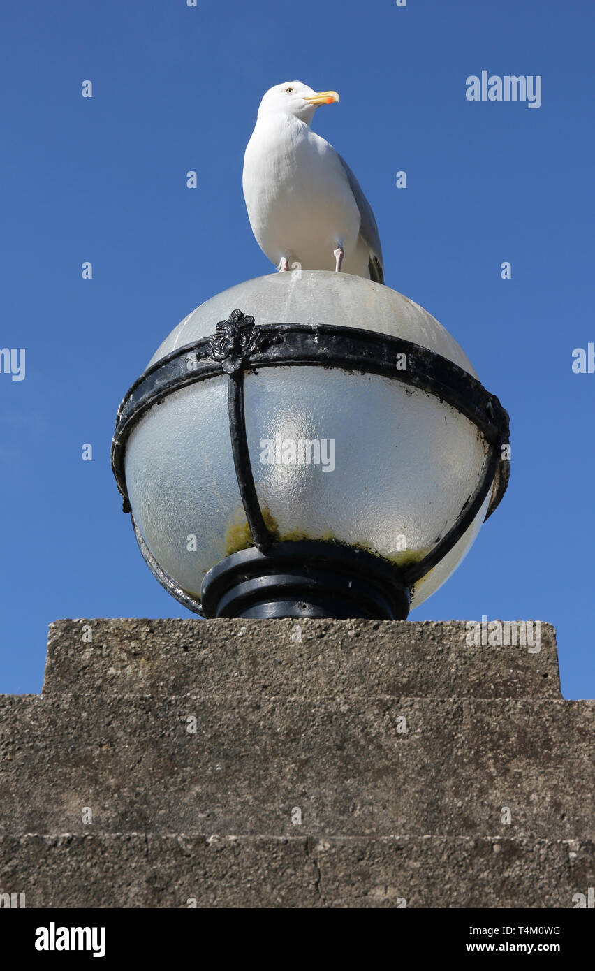 Ilfracombe Promenade High Resolution Stock Photography and Images - Alamy