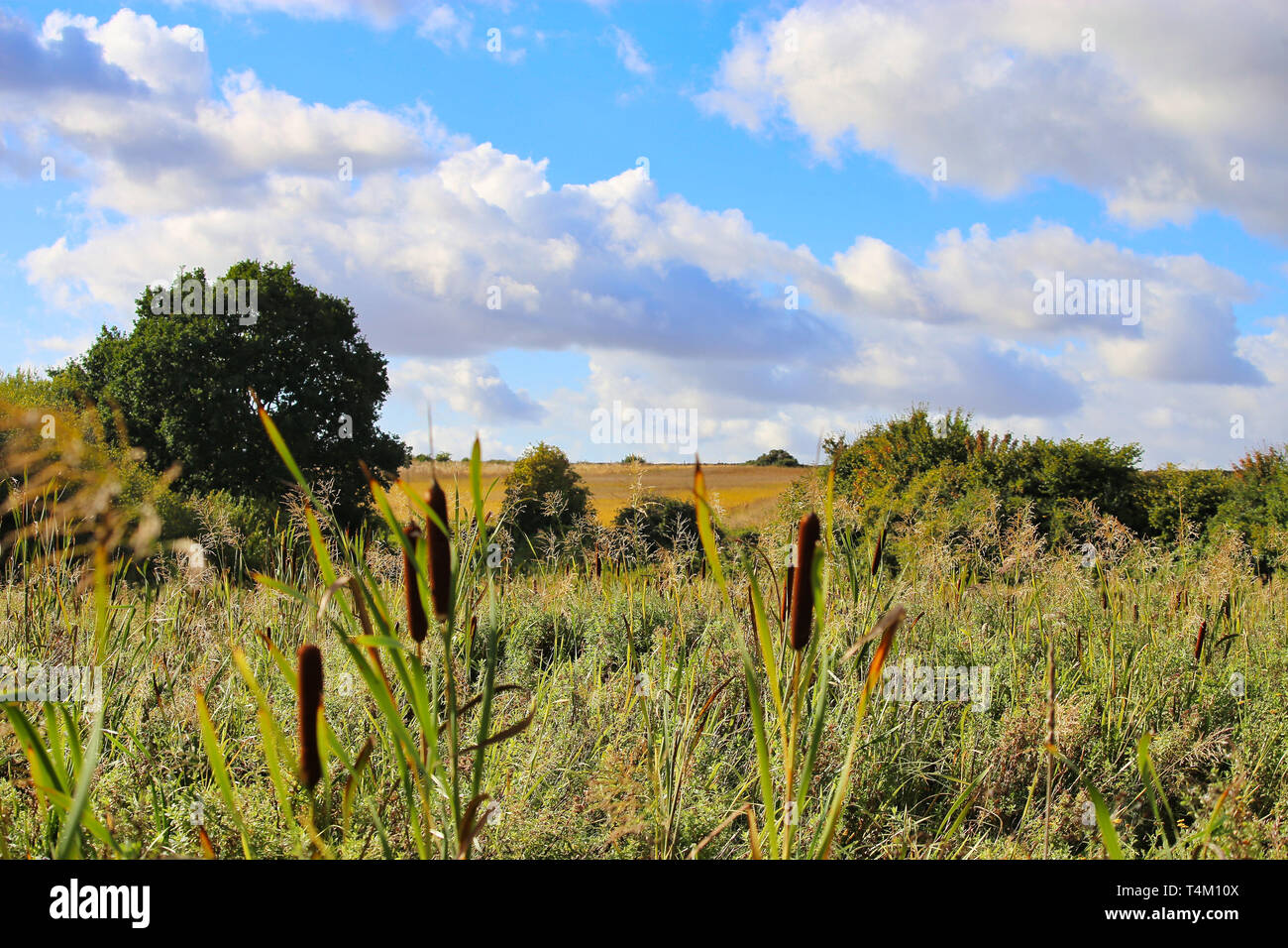 Native bulrushes hi-res stock photography and images - Alamy