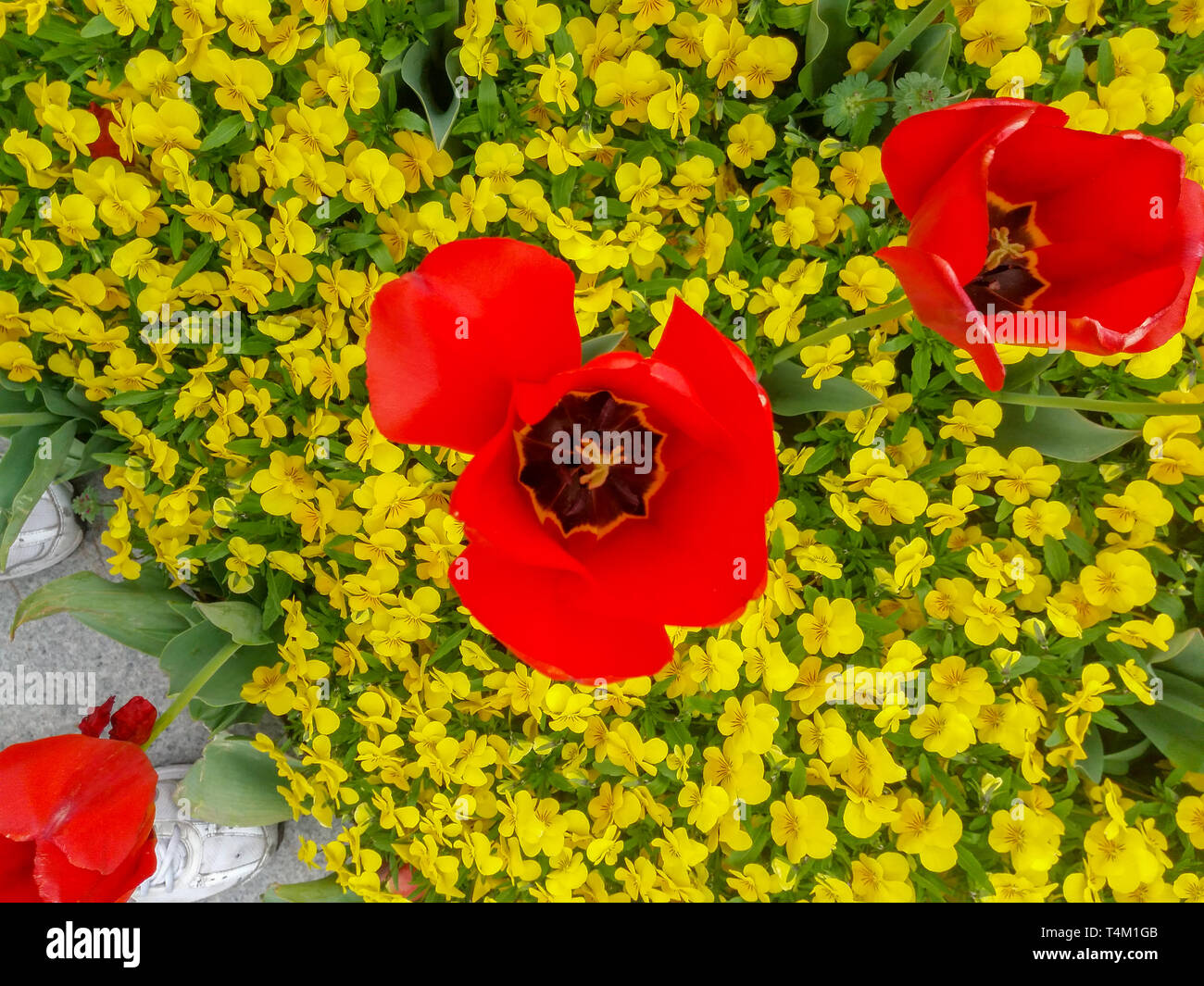 Beautiful red tulip bud hi-res stock photography and images - Alamy