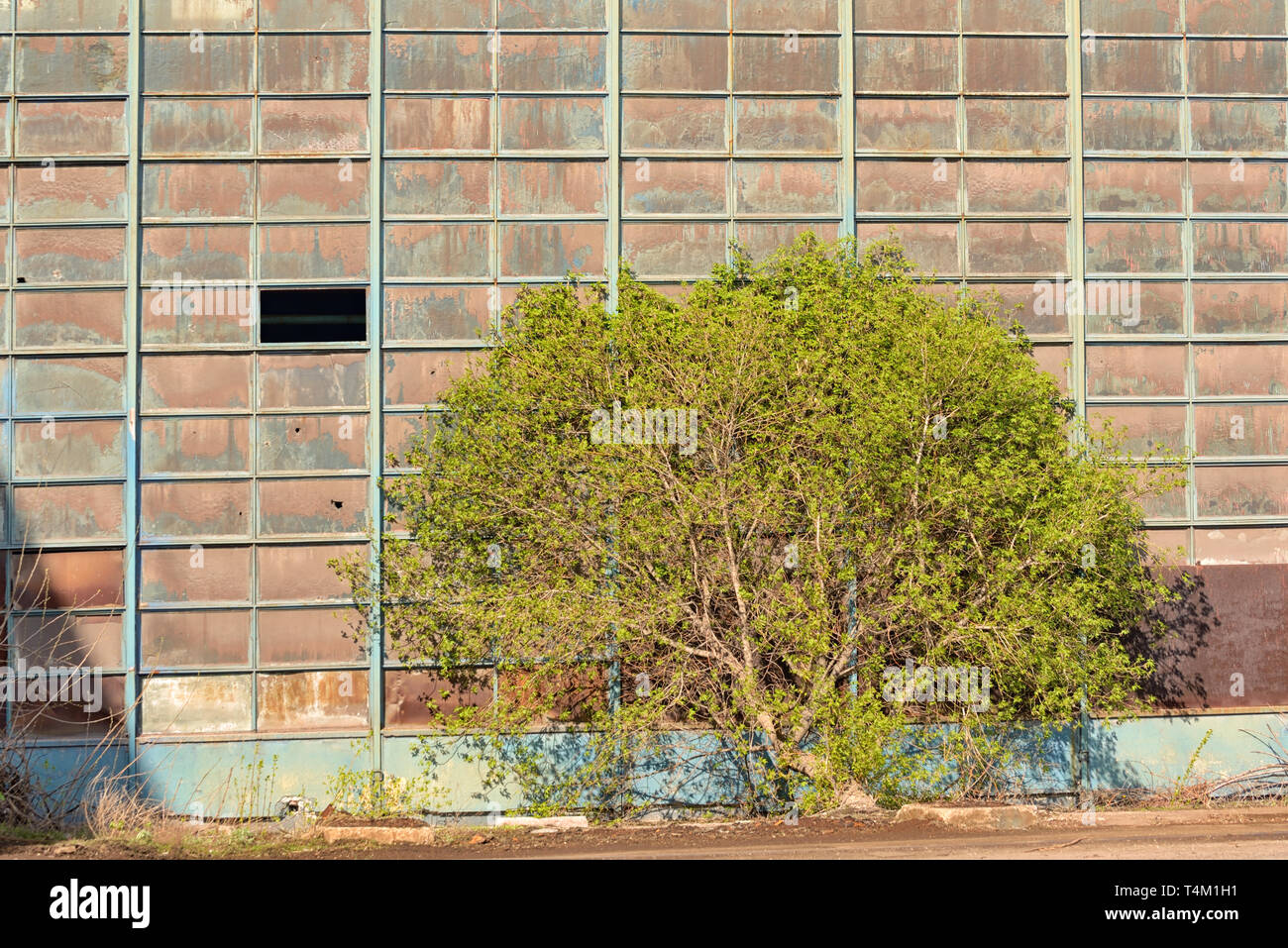 Industrial old warehouse with single tree Stock Photo - Alamy
