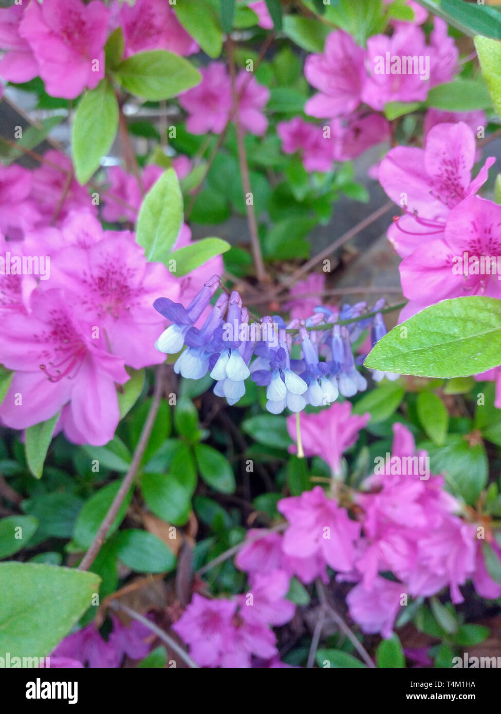 Royal azalea hi-res stock photography and images - Alamy