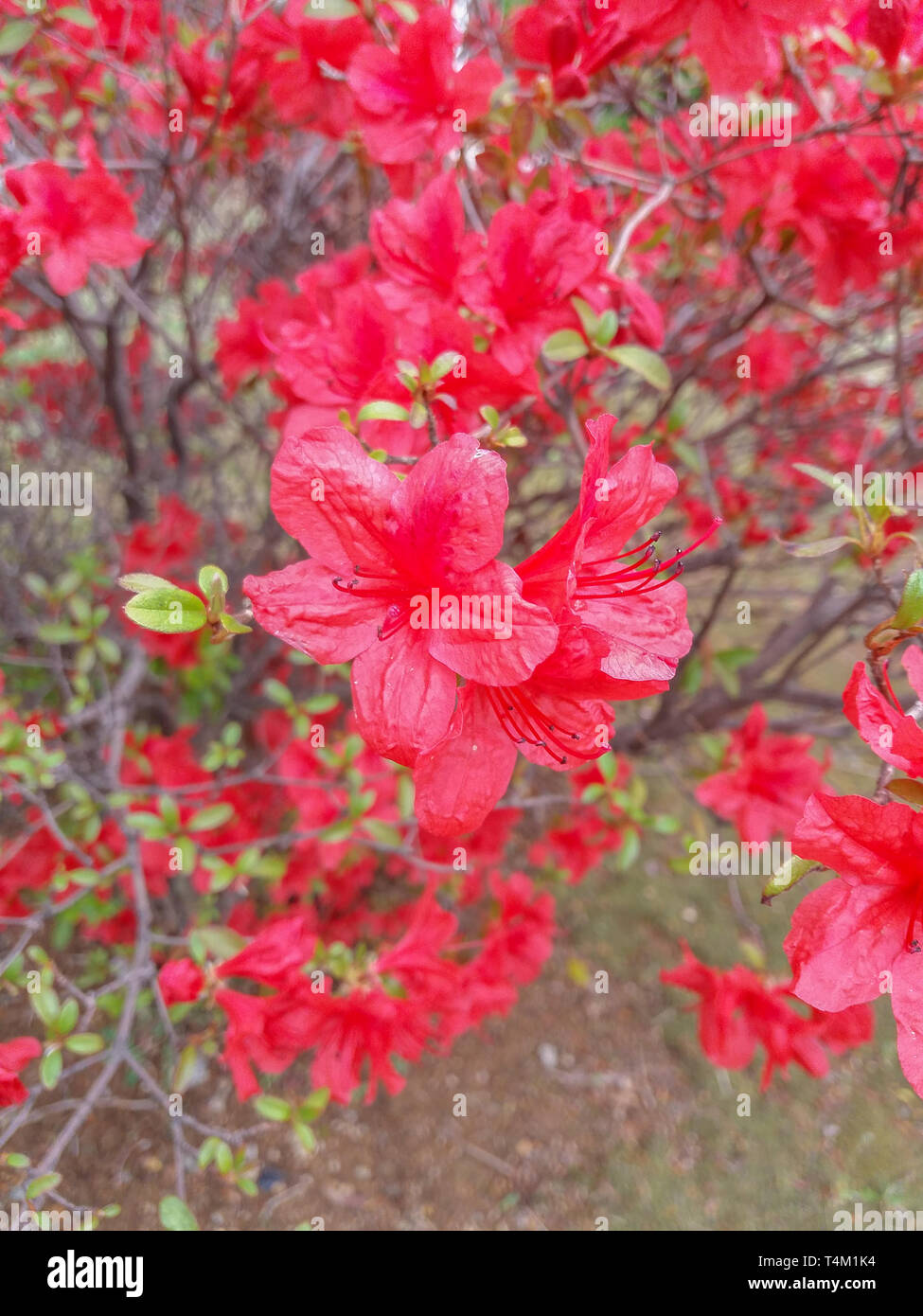 Royal azalea hi-res stock photography and images - Alamy