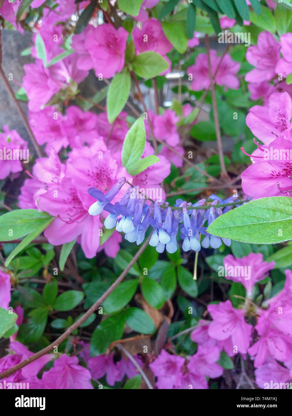 Royal azalea hi-res stock photography and images - Alamy