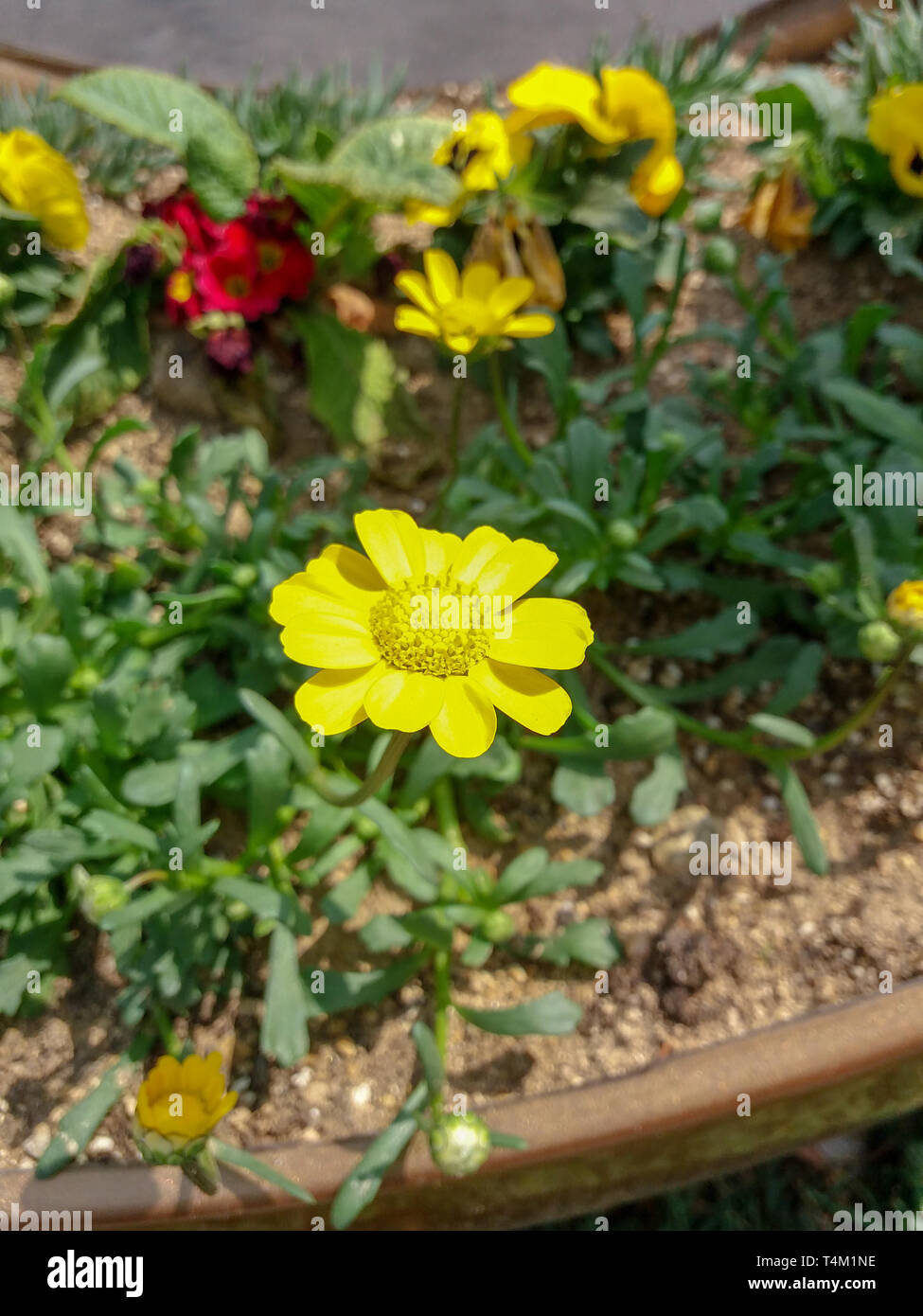 Daisy bud macro hi-res stock photography and images - Alamy