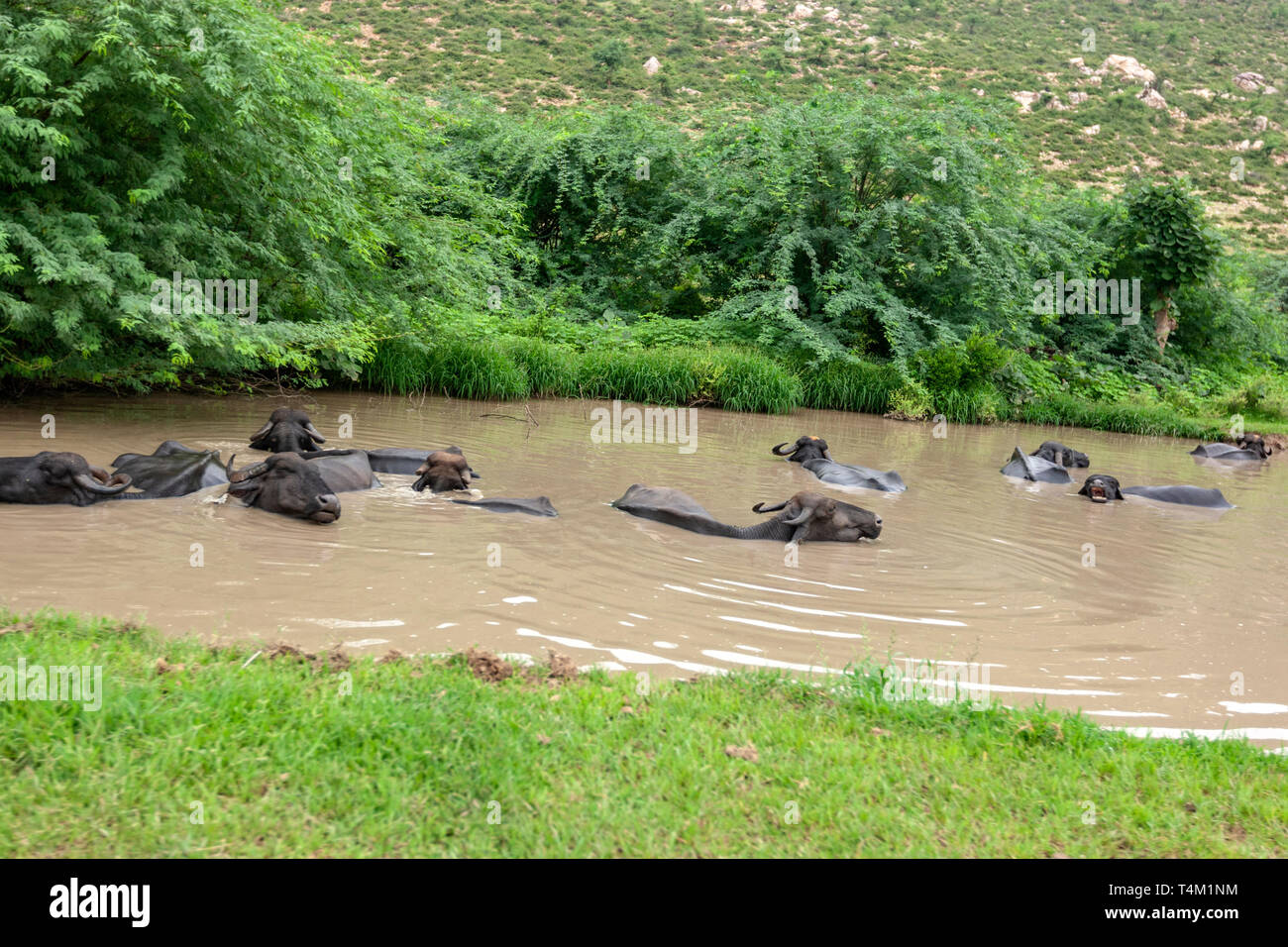 Buffalo having a bath hi-res stock photography and images - Alamy