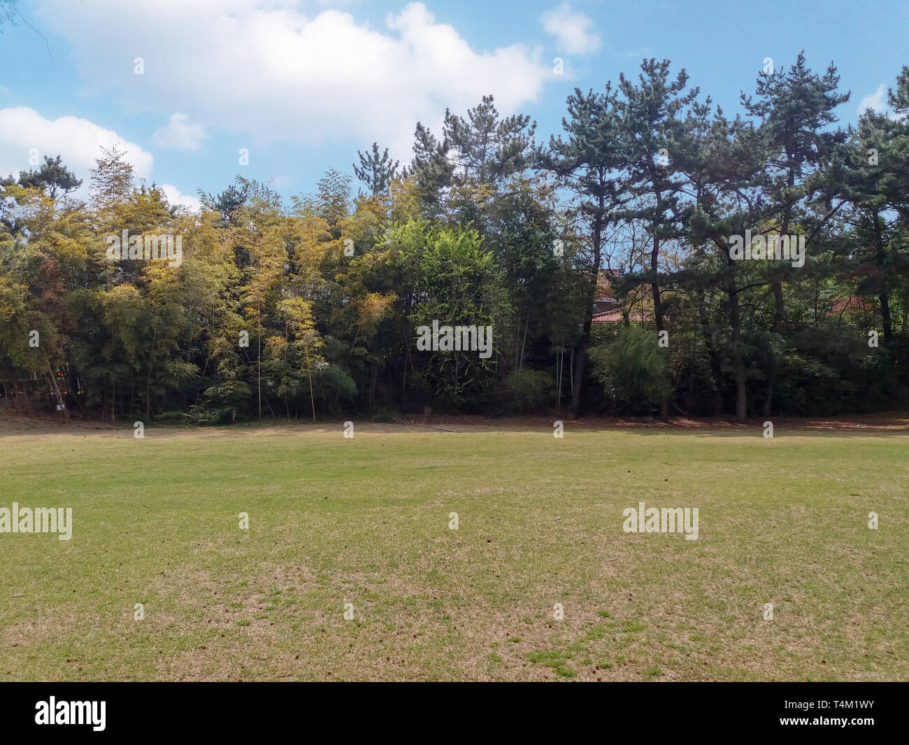 Park with large grass Stock Photo - Alamy