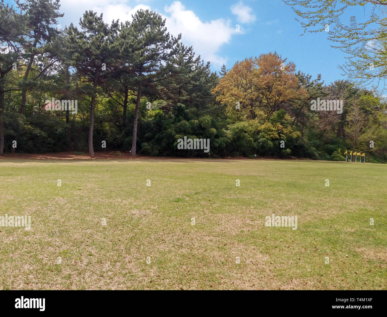 Park with large grass Stock Photo - Alamy