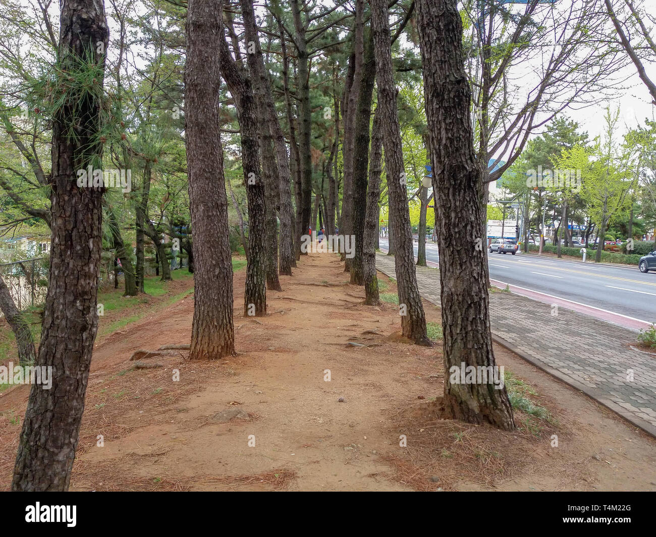 Vertical tree perspective hi-res stock photography and images - Alamy