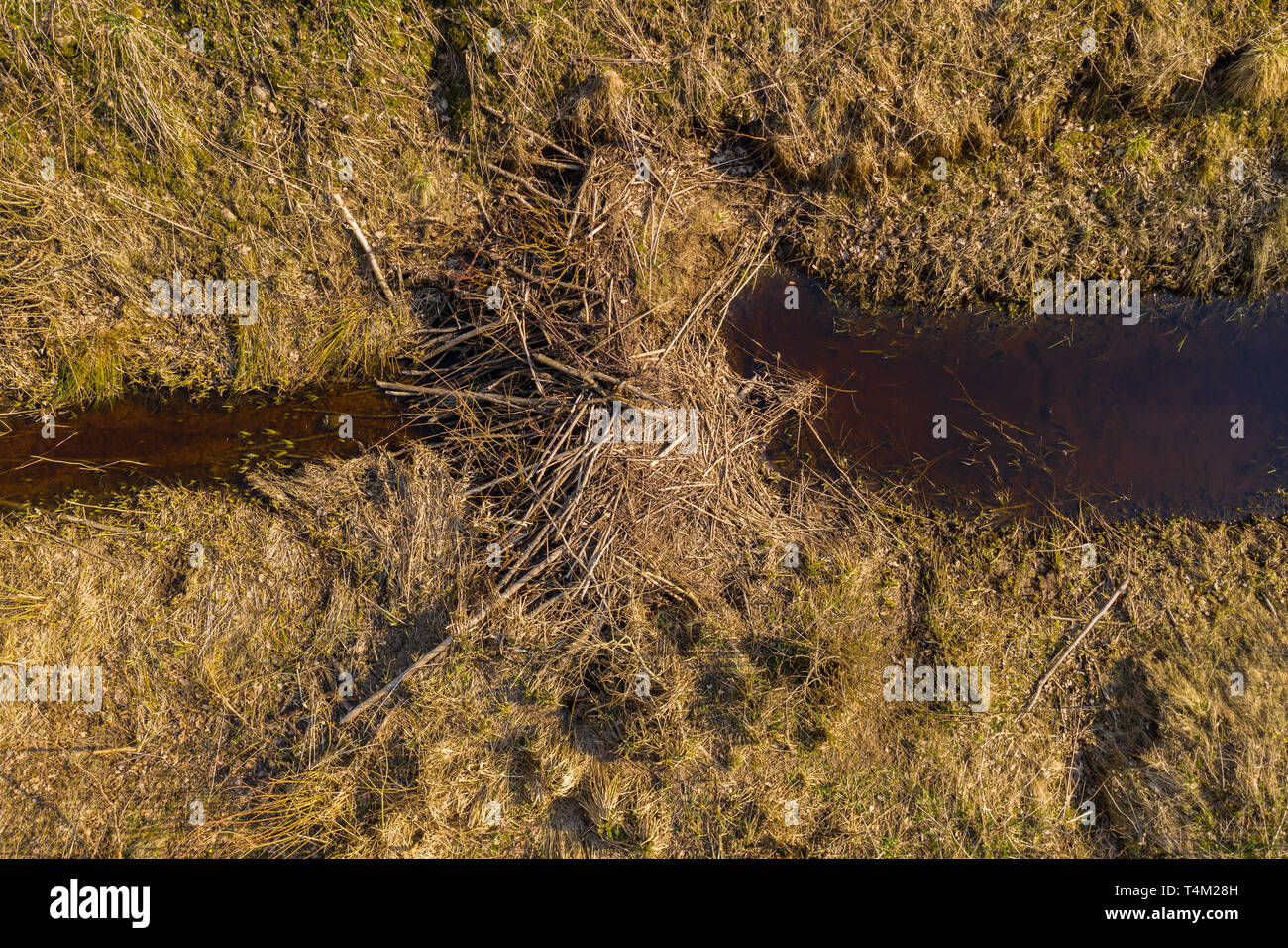 Drone view of beaver dam in small river during spring sunny day. Drone ...