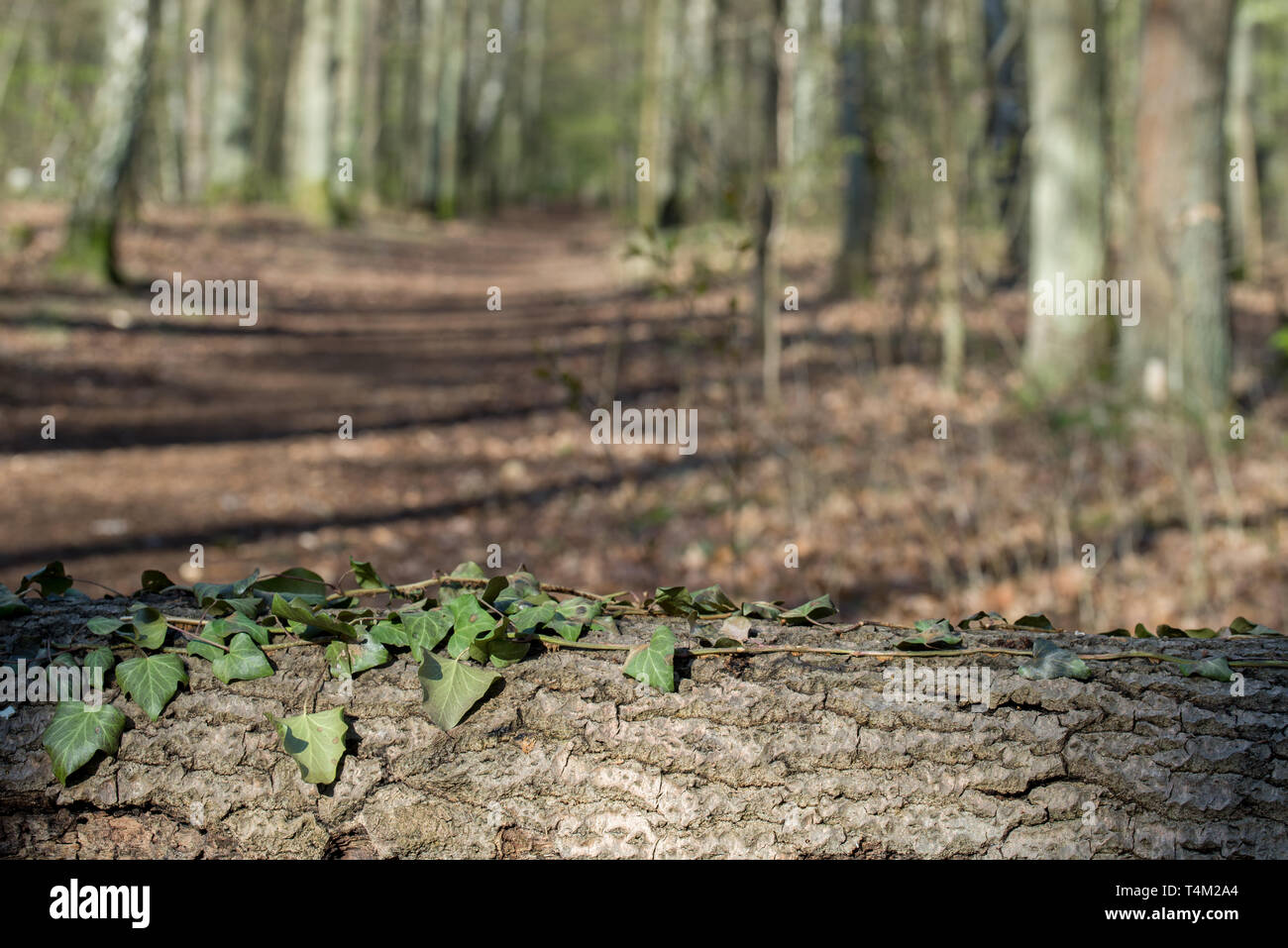 Tree in spring forest hi-res stock photography and images - Alamy