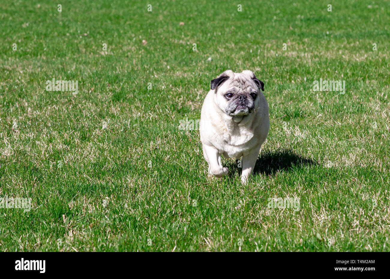 Walking the pug hi-res stock photography and images - Alamy