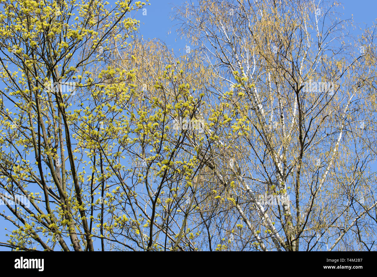 Birch tree flowers hi-res stock photography and images - Alamy