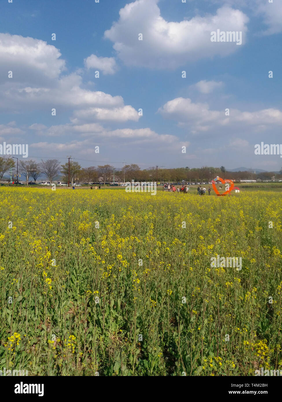 Canola flowers in full bloom Stock Photo - Alamy