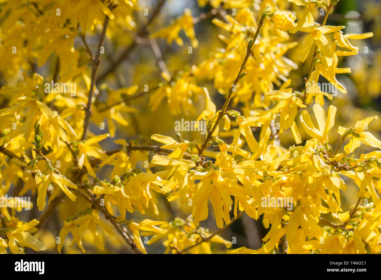 Yellow spring forsythia flowers hi-res stock photography and images - Alamy