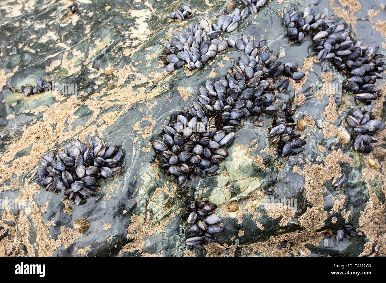 Mussel shells attached to rocks in St Ives, Cornwall, UK Stock Photo ...