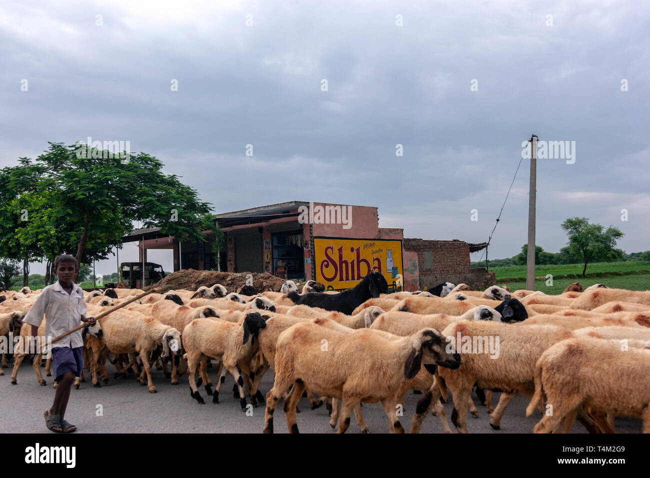 Boy shepherd sheep flock hi-res stock photography and images - Alamy