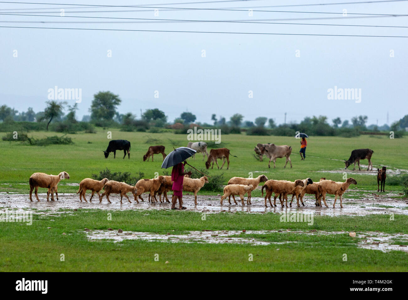 Rain sheep hi-res stock photography and images - Alamy