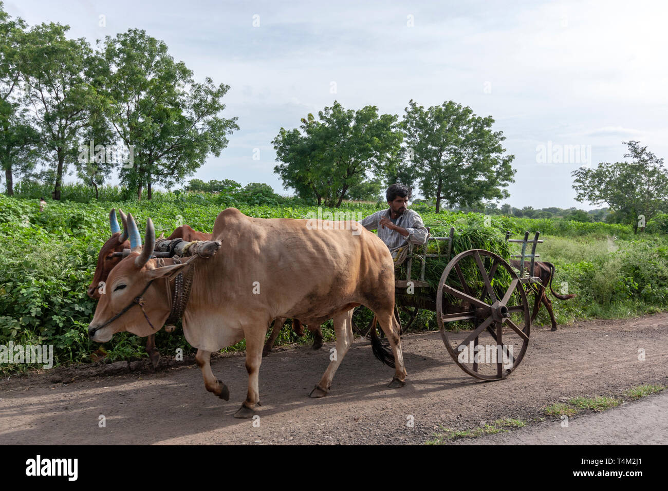 Indian Ox High Resolution Stock Photography and Images - Alamy