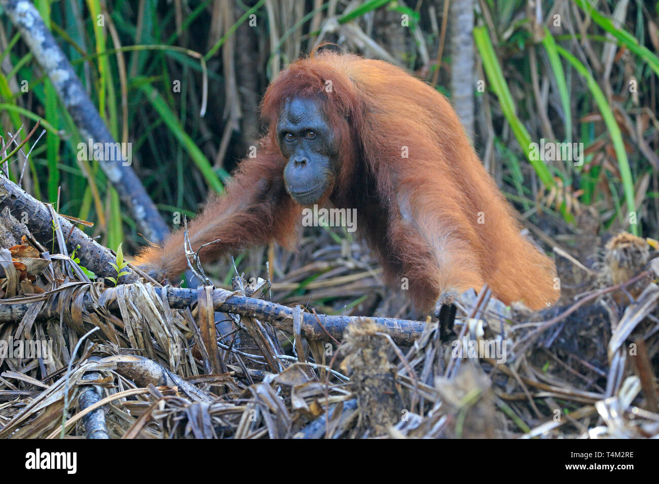 Orangutan in Tanjung Puting Nature Reserve Kalimantan Borneo Indonesia ...