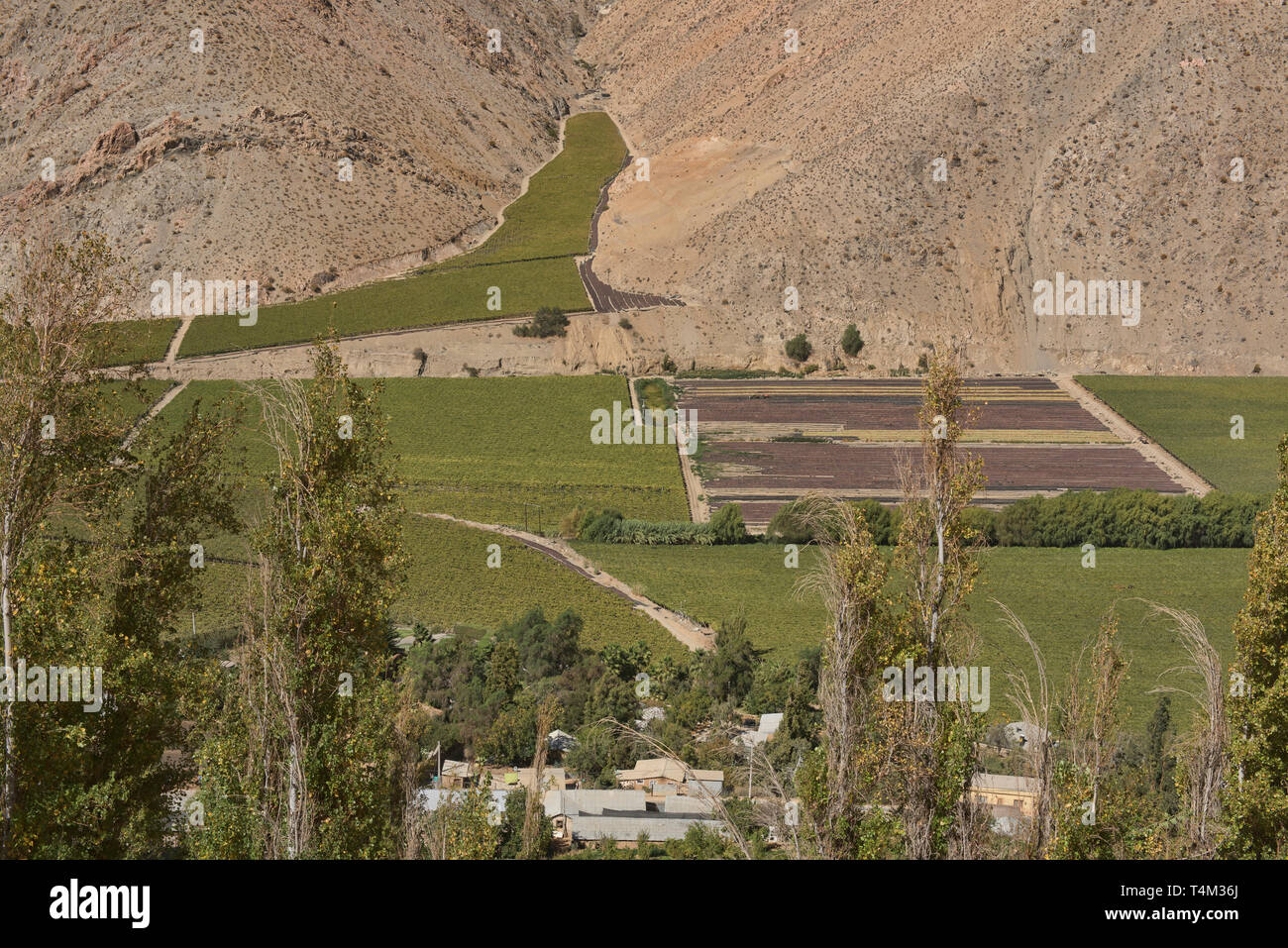 Pisco grapes growing in the beautiful Elqui Valley, Pisco Elqui, Chile ...