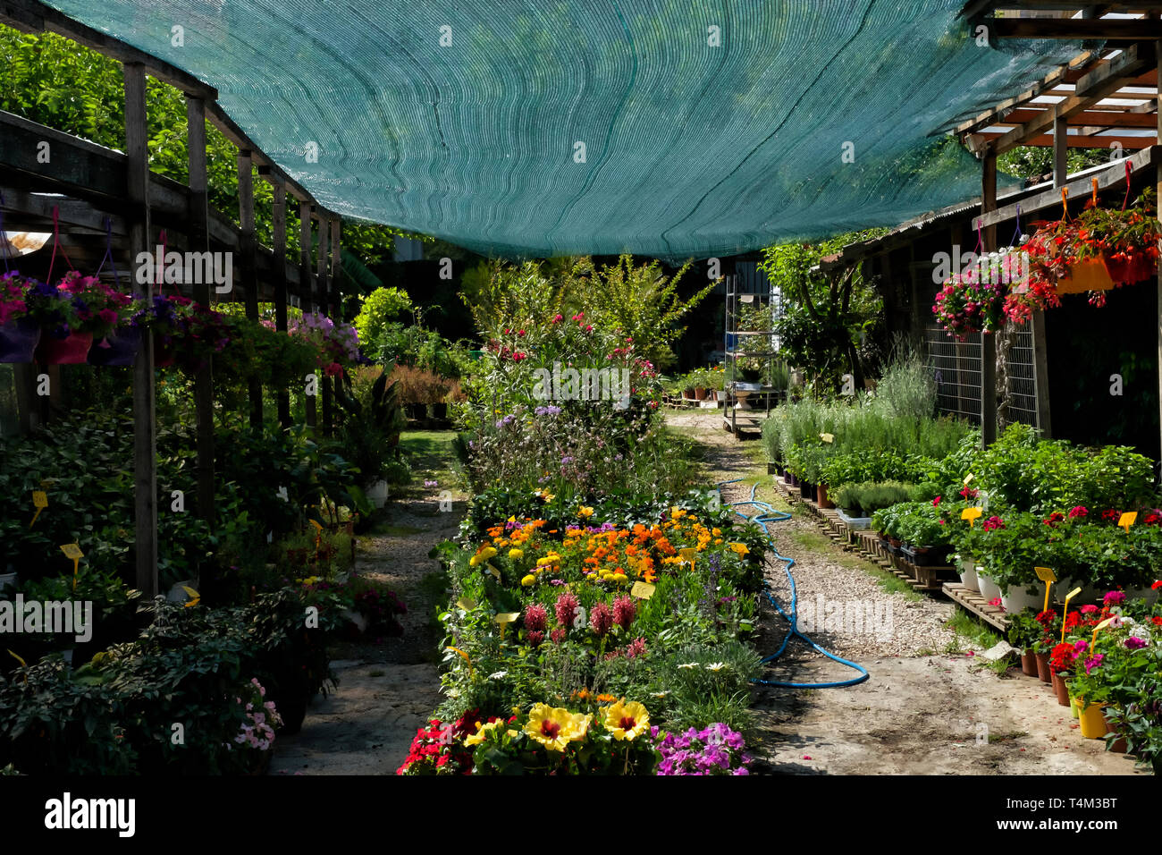 Potted spring flowers hi-res stock photography and images - Alamy