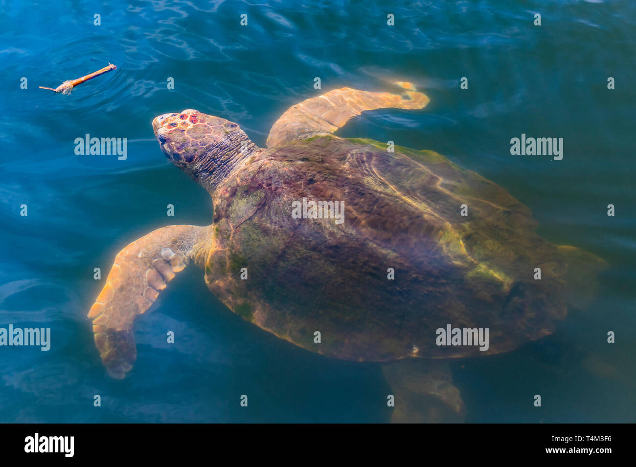 Turkish turtles hi-res stock photography and images - Alamy