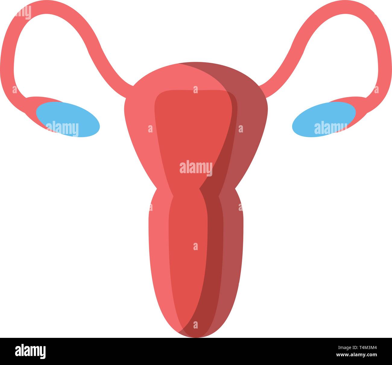 Women uterus organ isolated Stock Vector Image & Art - Alamy