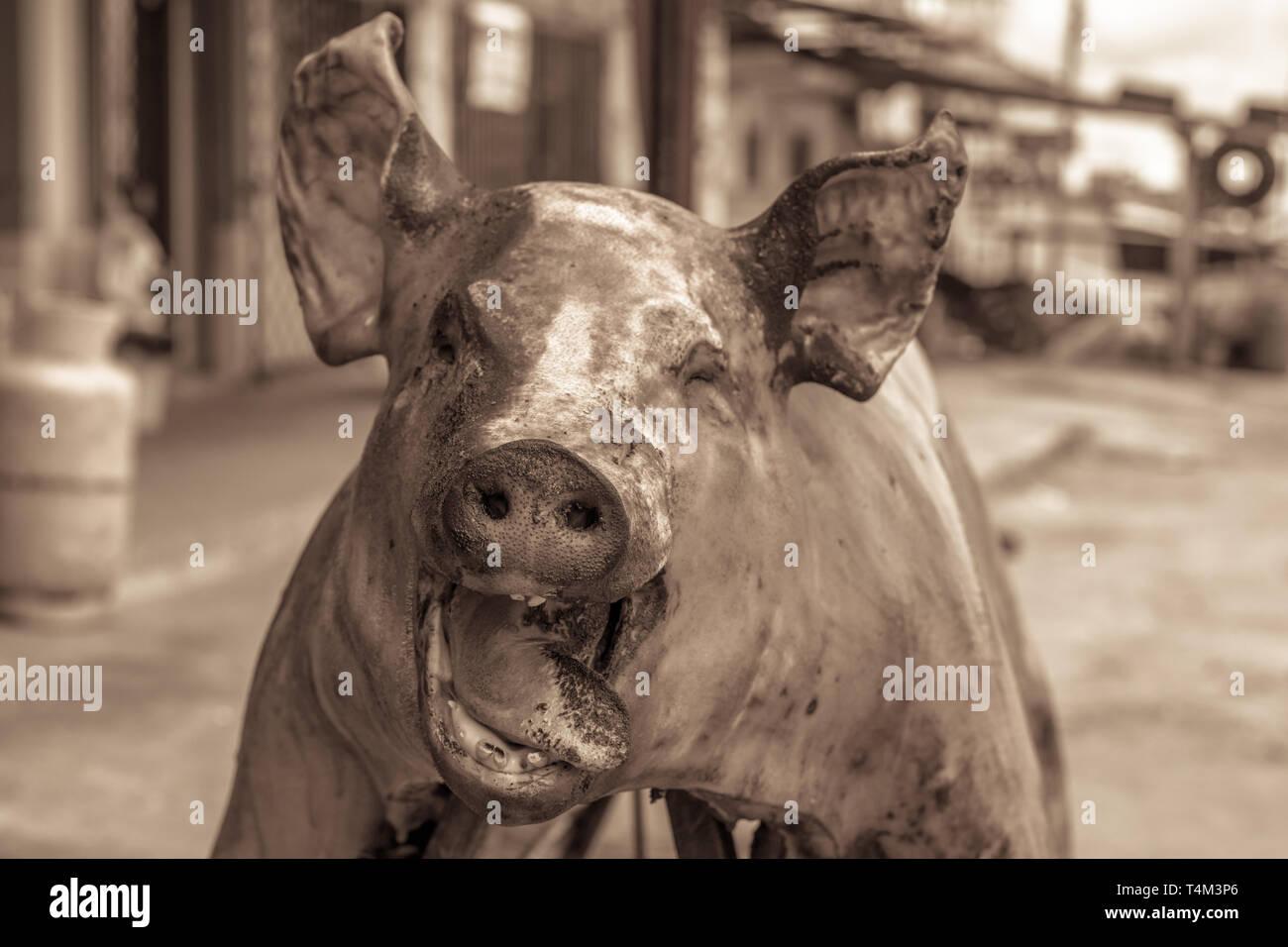 Pigs in slaughterhouse hi-res stock photography and images - Alamy