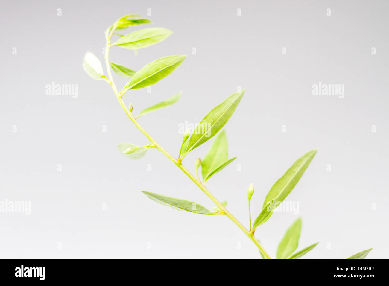 green goji leaves on a white background, natural ingredients Stock ...