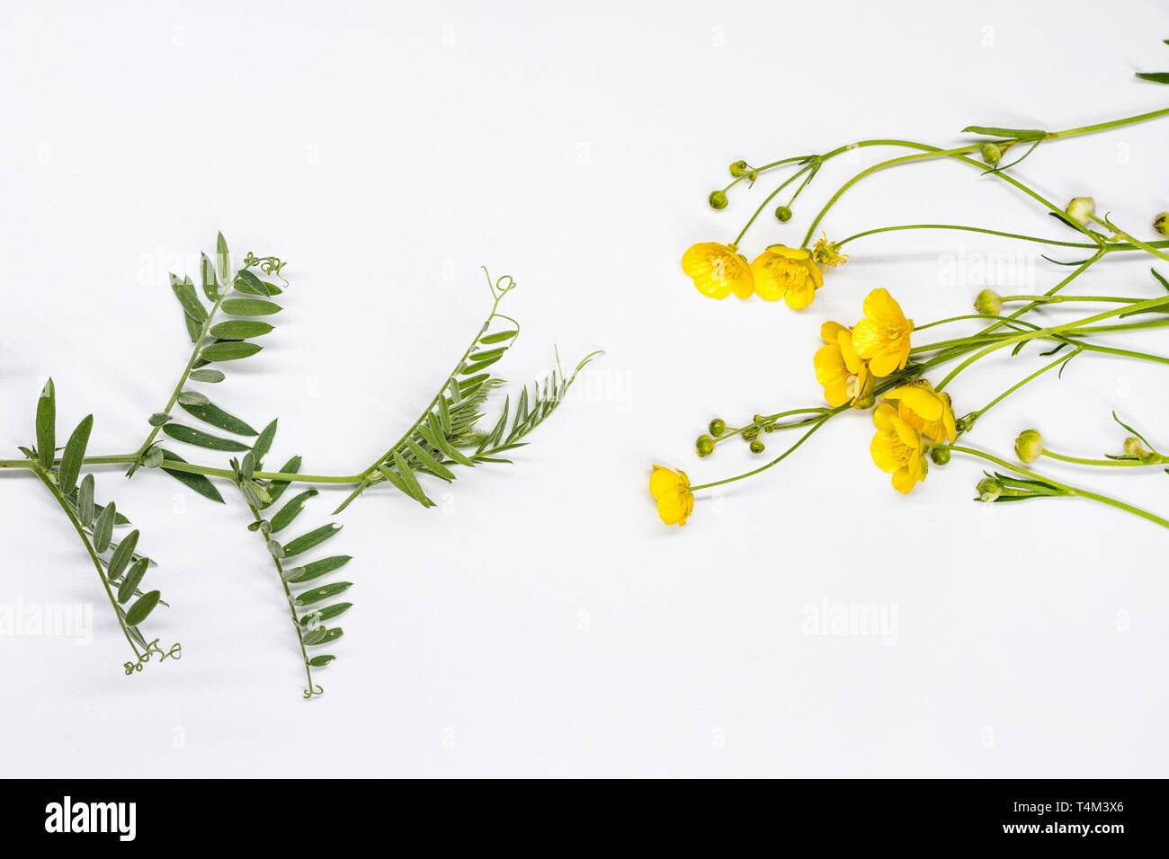 yellow flowers and pea sprouts on white background, natural ingredients ...