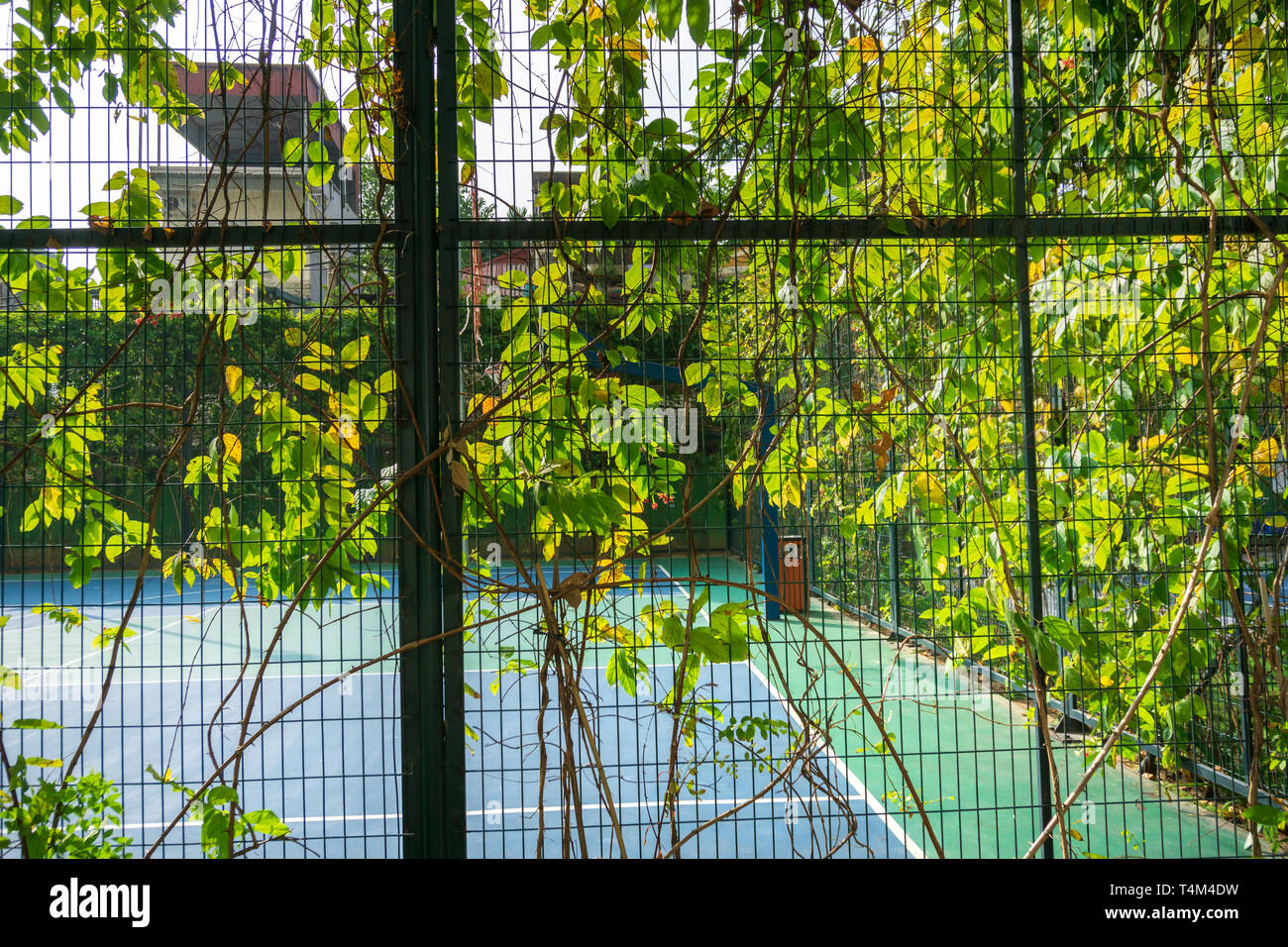 Green leaves growing on a metal grid fence Stock Photo - Alamy