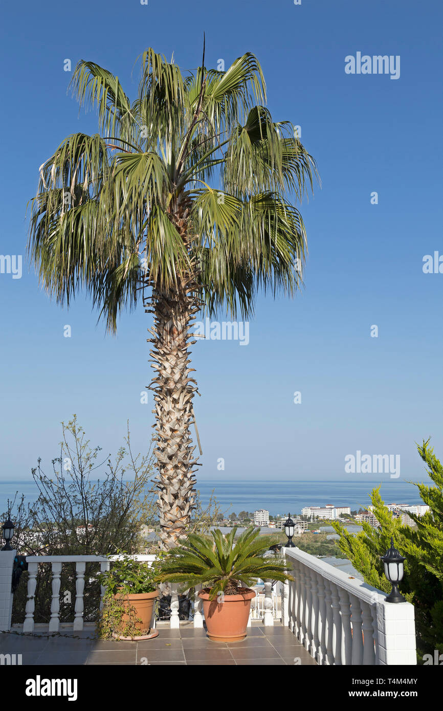 palm tree, Kargicak, Alanya, Province Antalya, Turkey Stock Photo - Alamy
