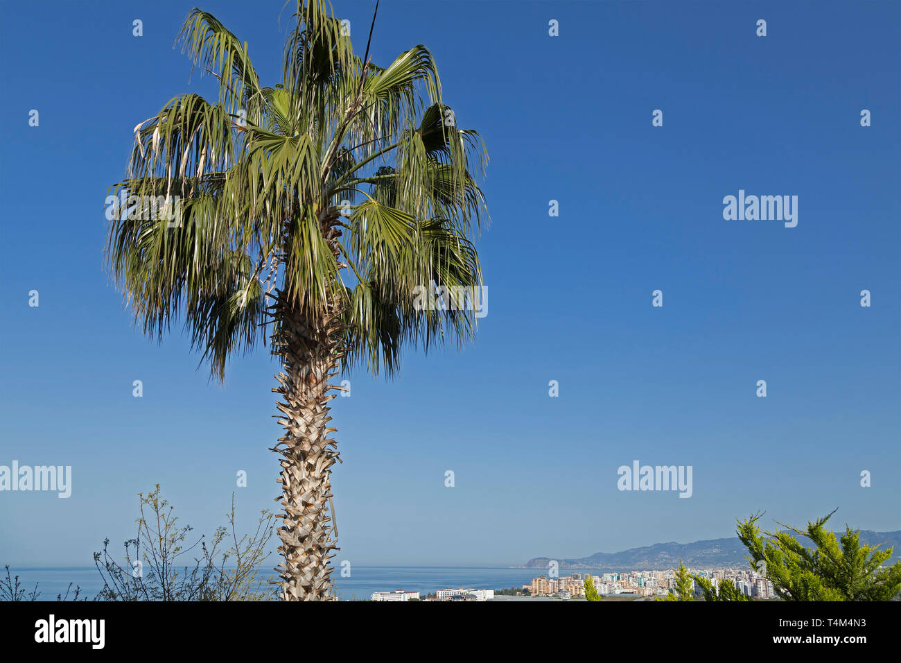 palm tree, Kargicak, Alanya, Province Antalya, Turkey Stock Photo - Alamy