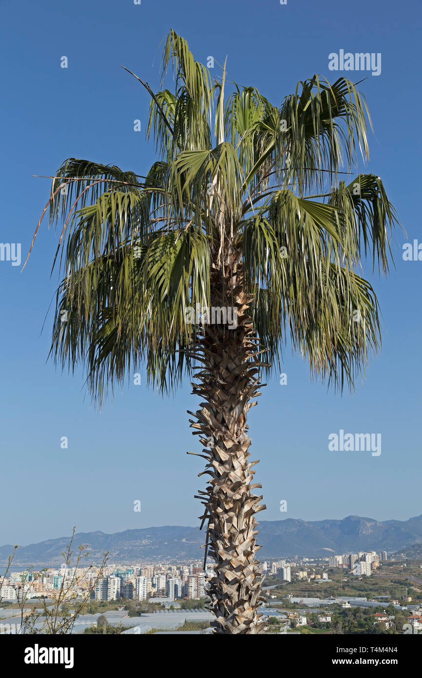 palm tree, Kargicak, Alanya, Province Antalya, Turkey Stock Photo - Alamy