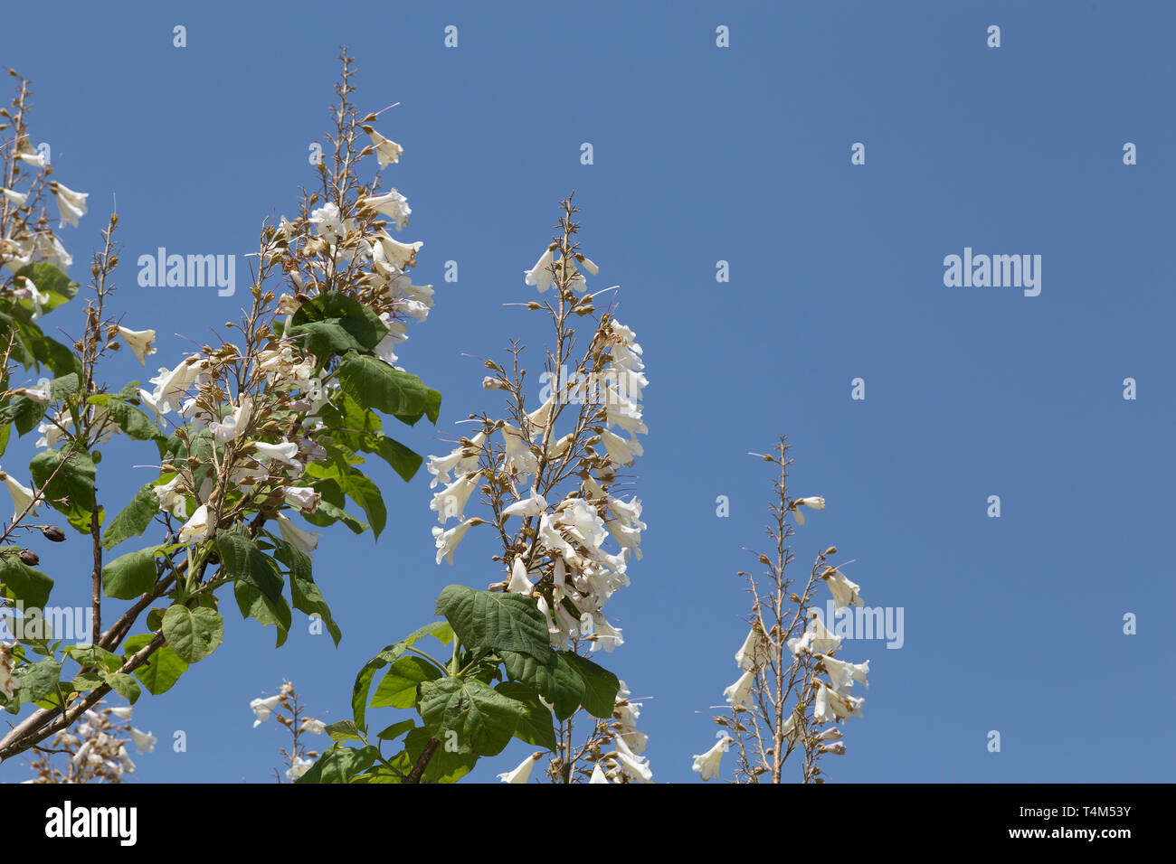 tulip tree (Liriodendron tulipifera), Province Antalya, Turkey Stock ...