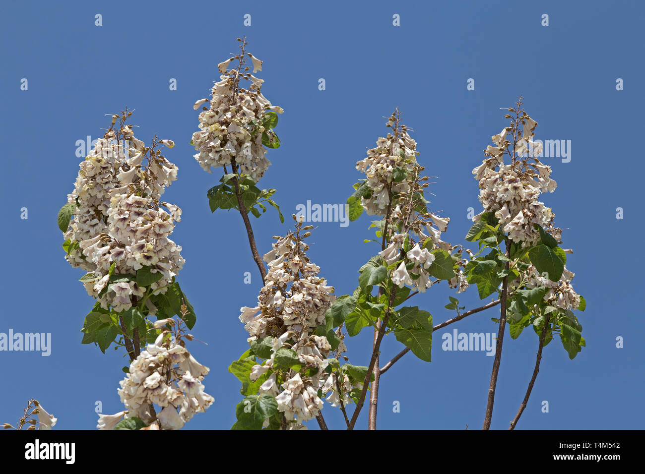 tulip tree (Liriodendron tulipifera), Province Antalya, Turkey Stock ...