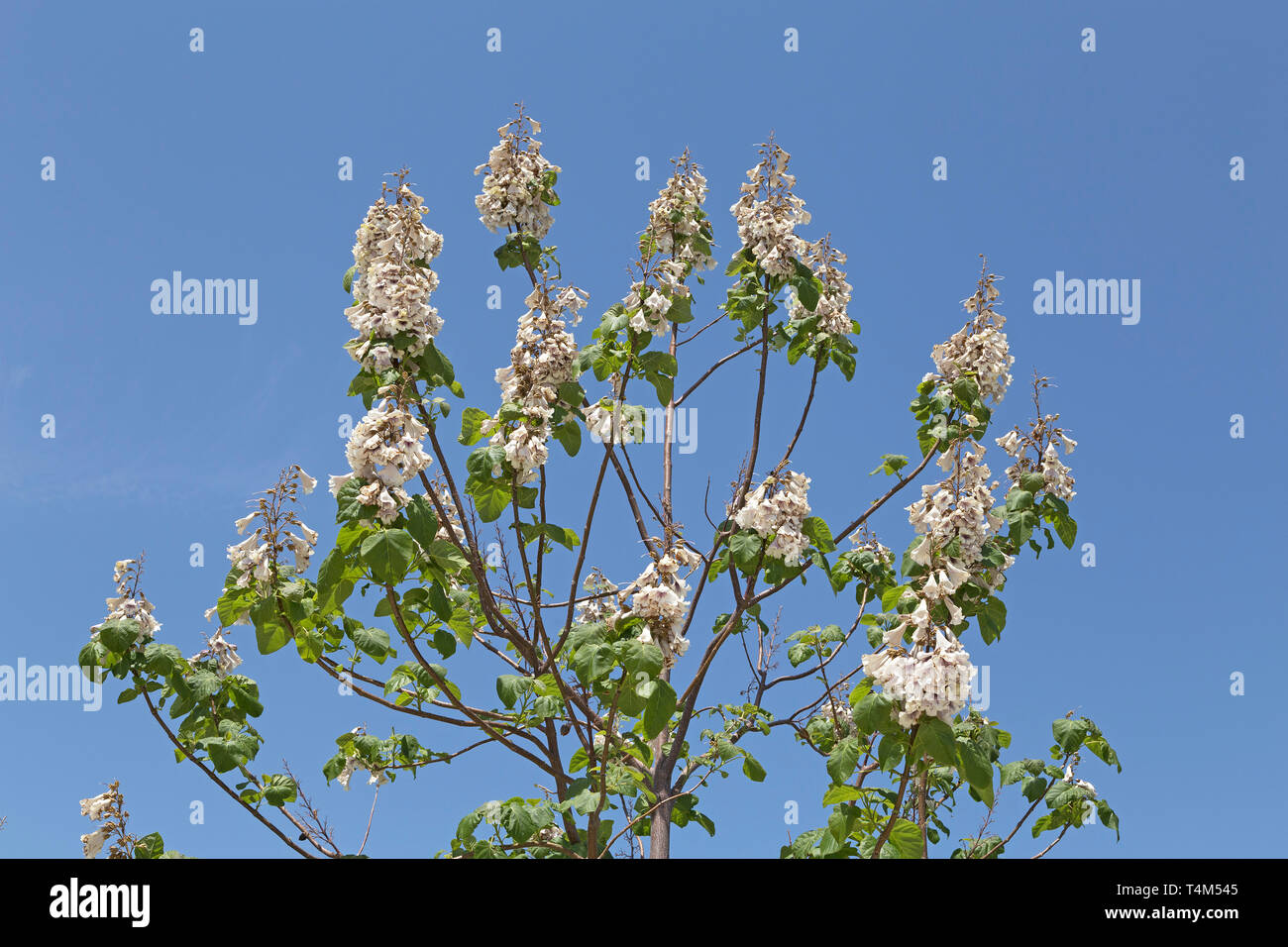 tulip tree (Liriodendron tulipifera), Province Antalya, Turkey Stock ...