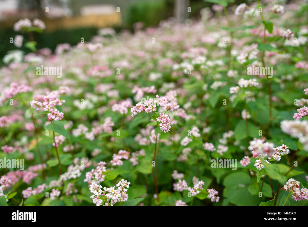 Buckwheat flowers named Tam Giac Mach in Ha Giang, Viet Nam. A famous ...