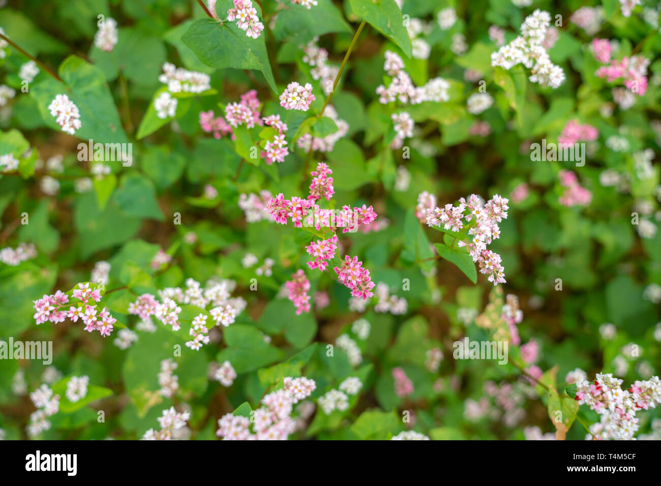 Buckwheat flowers named Tam Giac Mach in Ha Giang, Viet Nam. A famous ...
