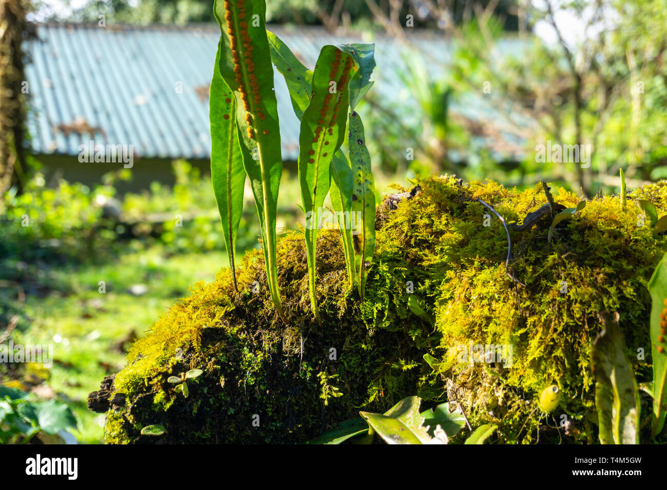 Forest orchid clump growing on the side of a dry dead tree Stock Photo ...