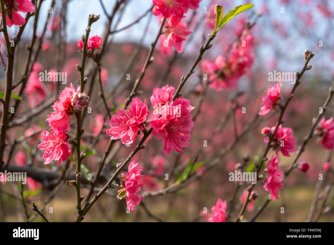 Peach blossom hoa dao hi-res stock photography and images - Alamy