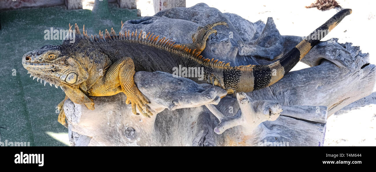 Horned iguana hi-res stock photography and images - Alamy