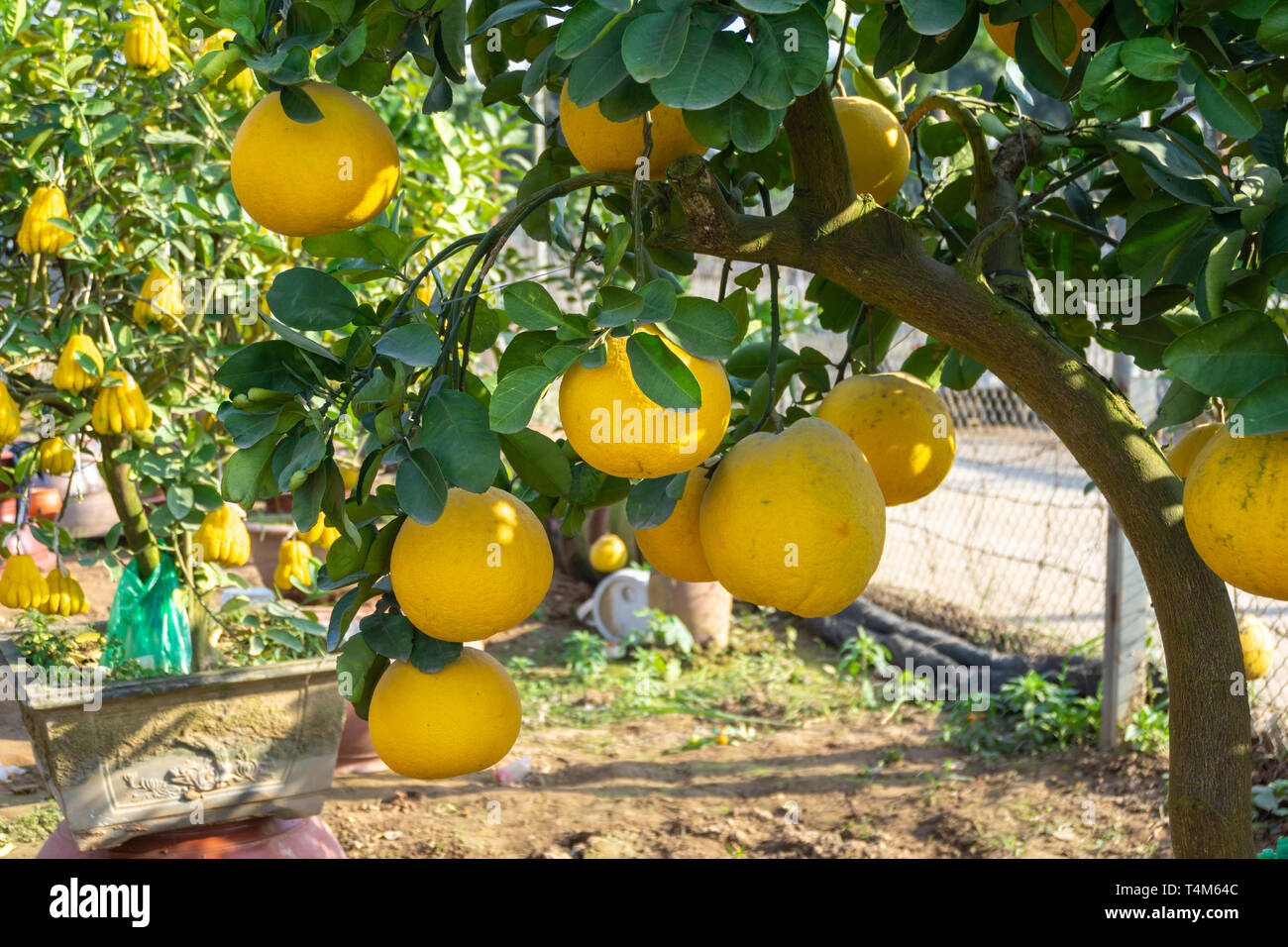 Pomelo fruit trees hi-res stock photography and images - Alamy