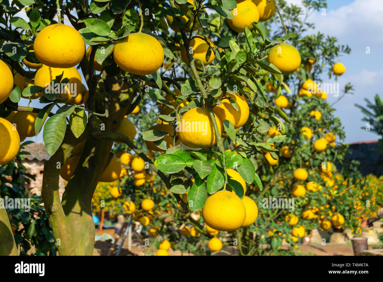 Pomelo fruit trees hi-res stock photography and images - Alamy