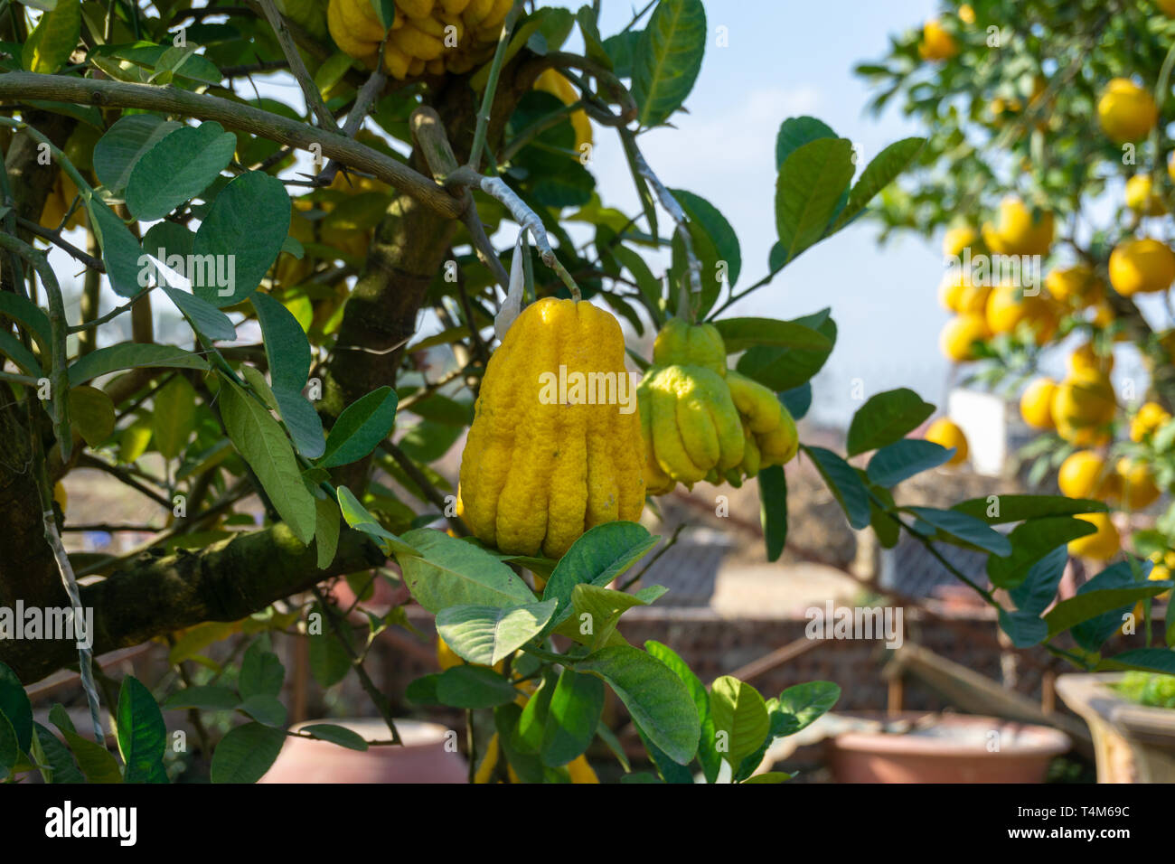 Buddhas hand tree fruit hi-res stock photography and images - Alamy