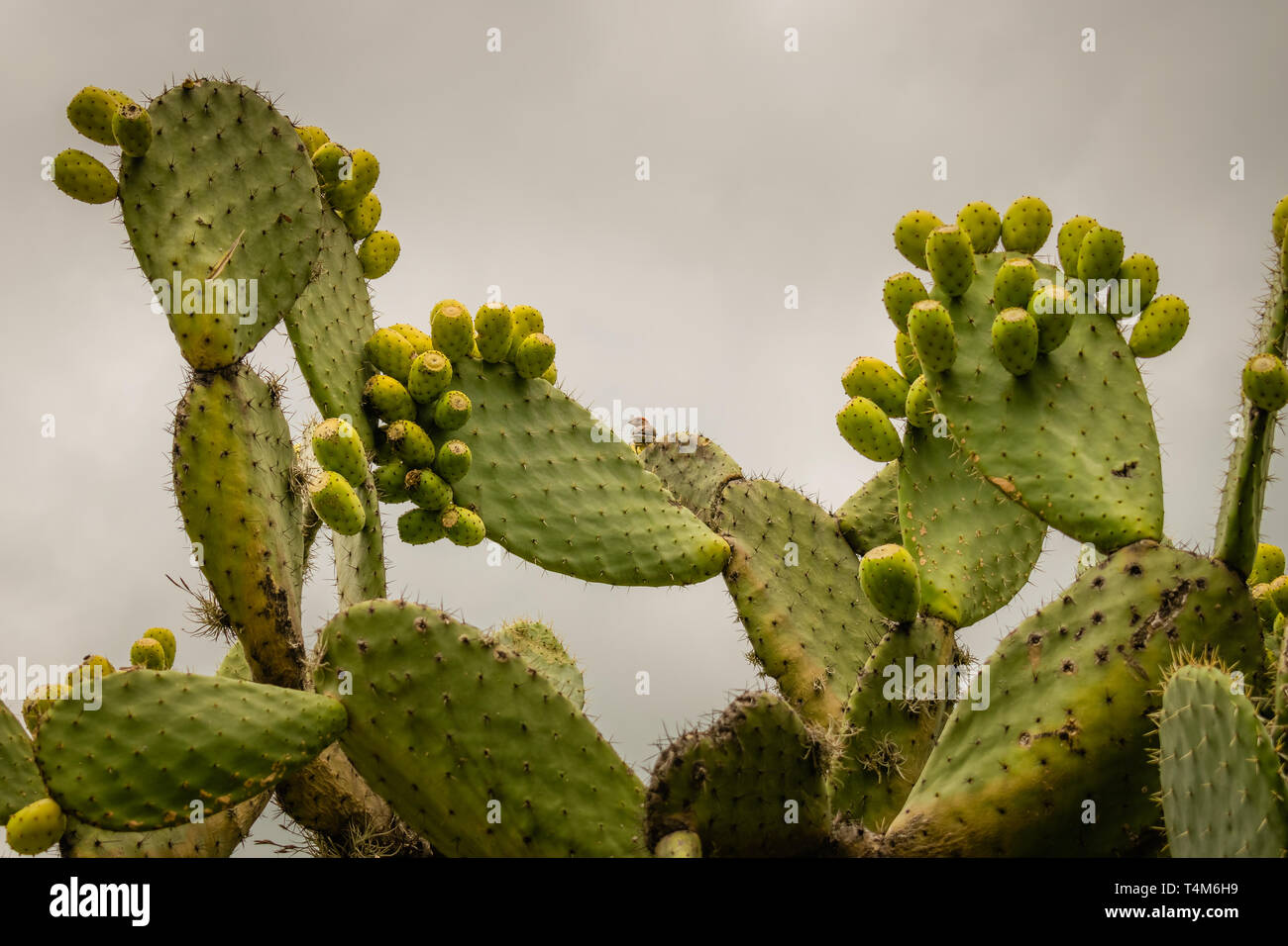 Sting fig hi-res stock photography and images - Alamy