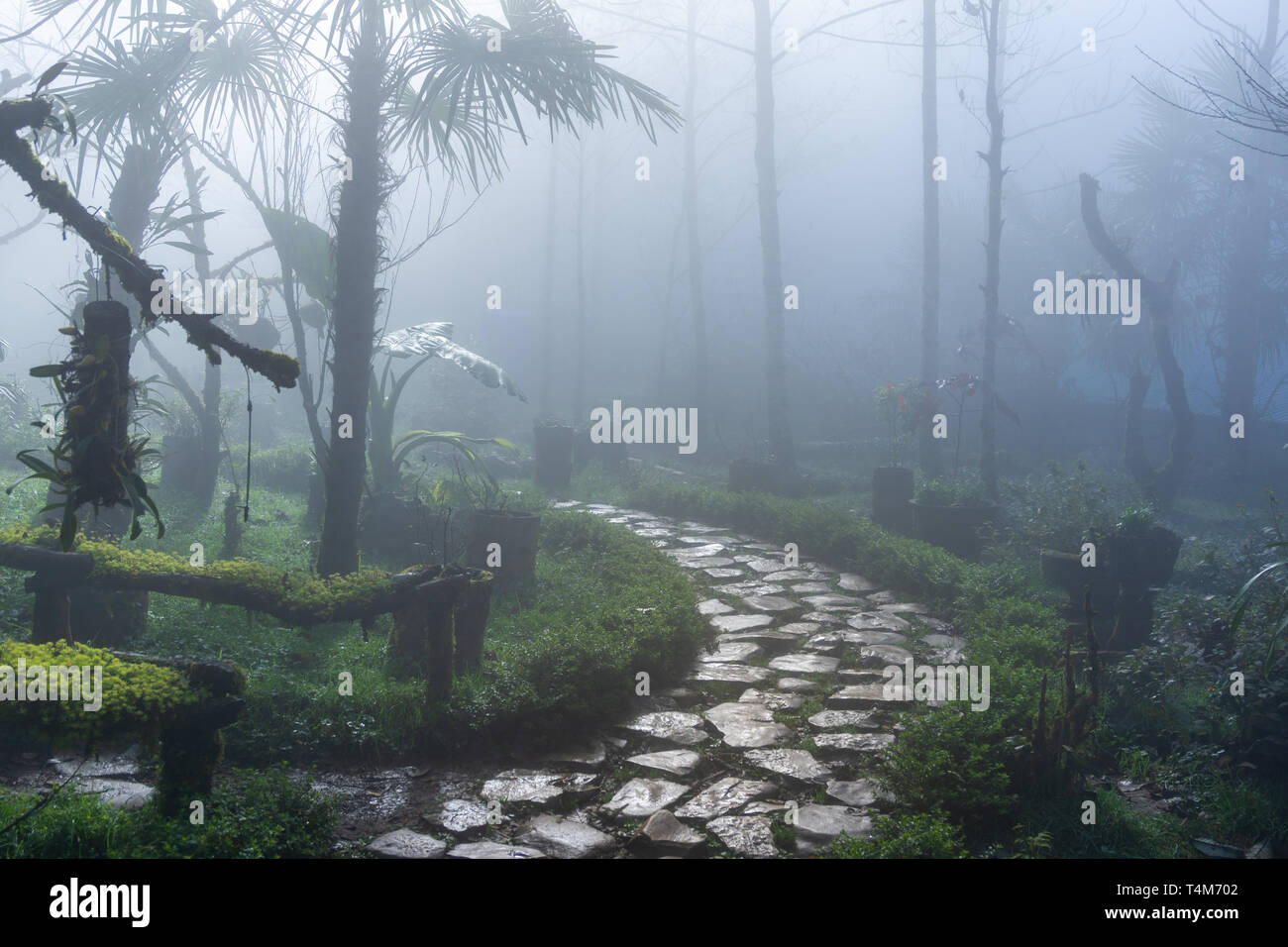 Wet path in the garden or forest with mist Stock Photo - Alamy