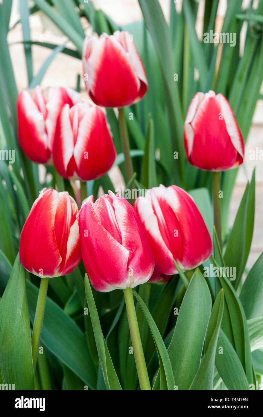 Tulip leen van der mark a triumph tulip hi-res stock photography and ...