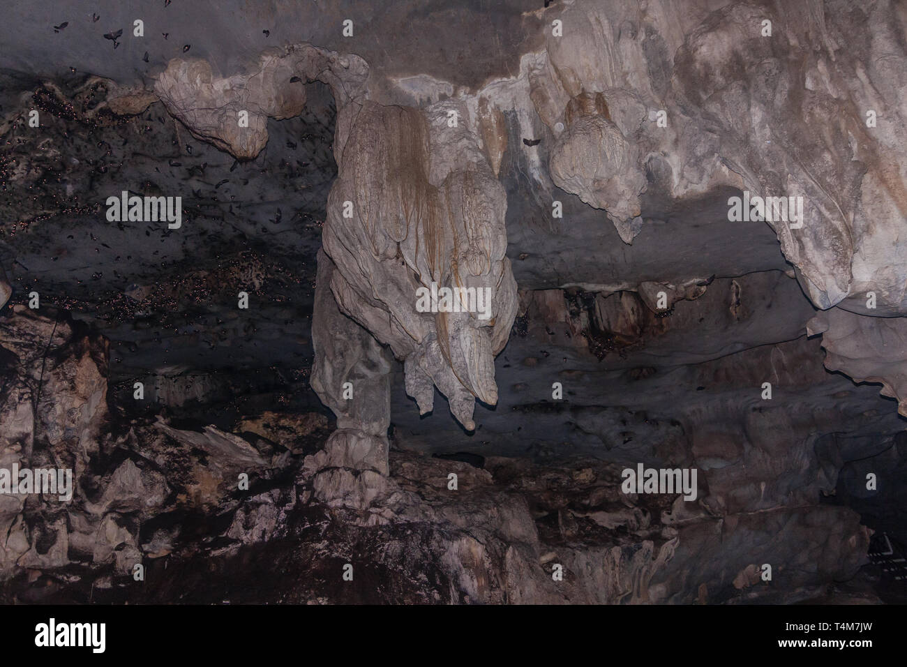 Limestone cave bats hi-res stock photography and images - Alamy